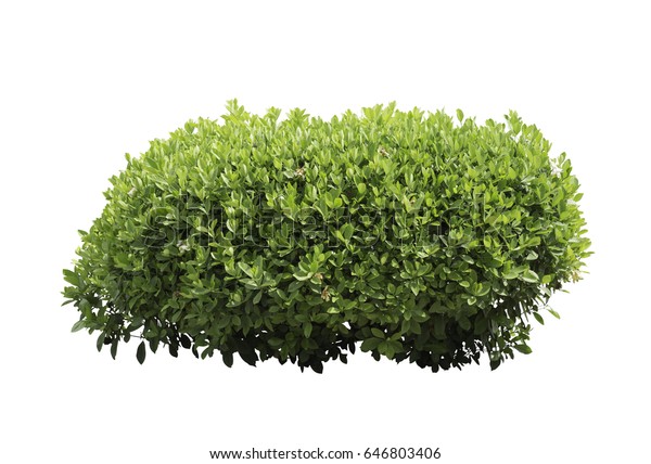 Bush Isolated On White Backgroundobjects Clipping Stock Photo 646803406 ...