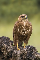 Buteo buteo common buzzard raptor featuring buteo, common, and buzzard ...