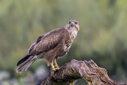Buteo buteo common buzzard raptor featuring buteo, common, and buzzard ...