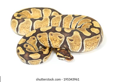 Pastel Lesser Platinum Ball Python Python Stock Photo (Edit Now) 126032933