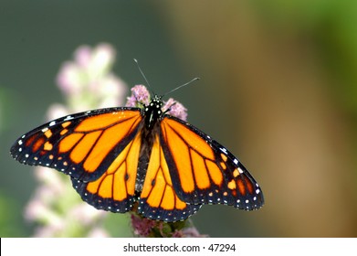 Butterfly Stock Photo 47294 | Shutterstock