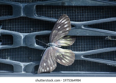 277 Crushed butterflies Images, Stock Photos & Vectors | Shutterstock