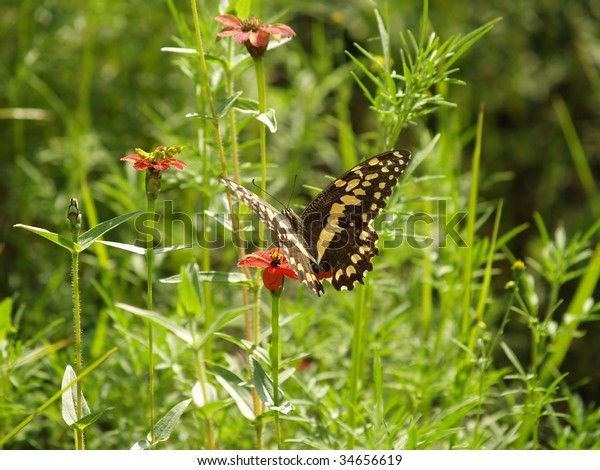 Butterfly Grasshopper Stock Photo 34656619 | Shutterstock