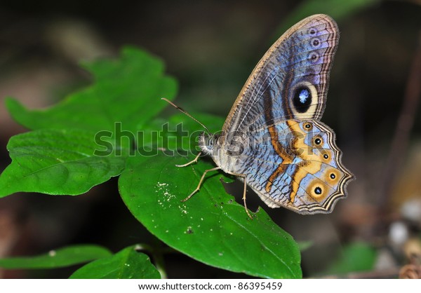 Butterfly On Leaf Angle Cyclops Stock Photo 86395459 | Shutterstock