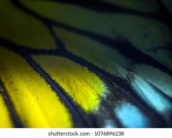 154 Butterfly under microscope Images, Stock Photos & Vectors ...