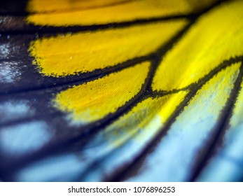 154 Butterfly under microscope Images, Stock Photos & Vectors ...