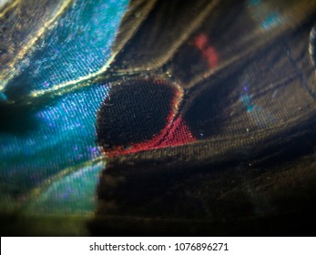 154 Butterfly under microscope Images, Stock Photos & Vectors ...