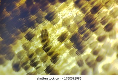 154 Butterfly under microscope Images, Stock Photos & Vectors ...