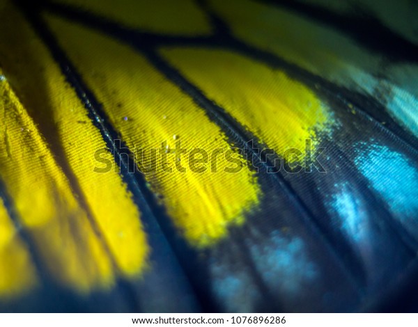 Butterfly Wing Under Microscope Stock Photo (Edit Now) 1076896286