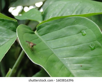 Butuca Images, Stock Photos & Vectors | Shutterstock