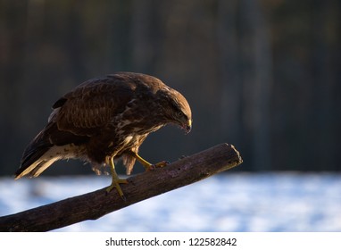 Weka Rail New Zealand Stock Photo 1436172863 | Shutterstock