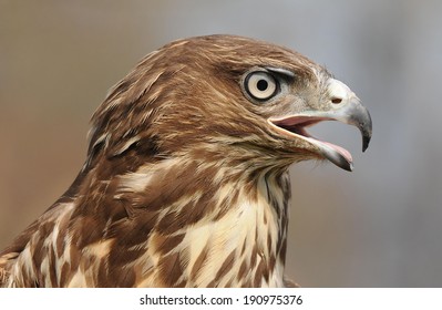 10,505 Buzzard eye Images, Stock Photos & Vectors | Shutterstock