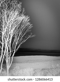 8,367 B&w tree Images, Stock Photos & Vectors | Shutterstock