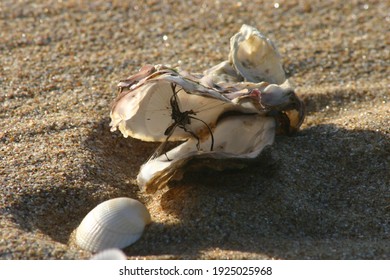 Byssus Images, Stock Photos & Vectors | Shutterstock