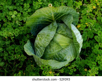 Stock Photo and Image Portfolio by Dawn Landrum | Shutterstock