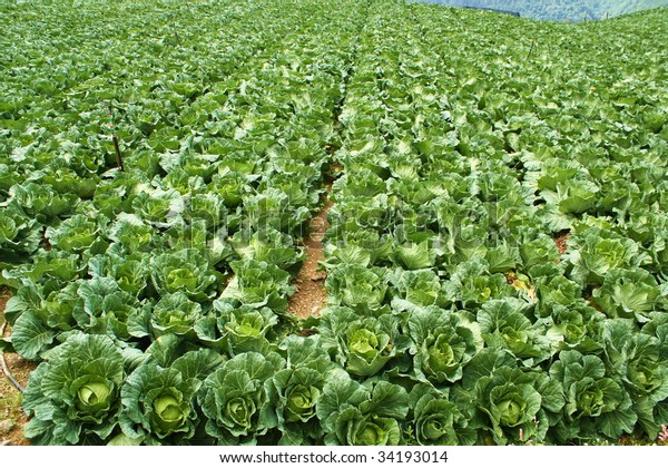 Cabbage Farm Stock Photo (Edit Now) 34193014