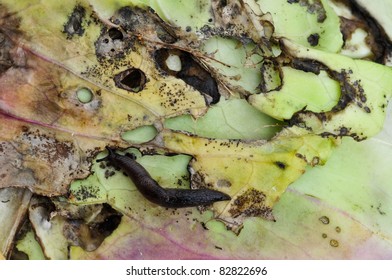 51 imágenes de Leeches. larvae - Imágenes, fotos y vectores de stock ...