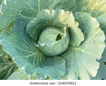 2,355 Cabbage plot 图片、库存照片和矢量图 | Shutterstock