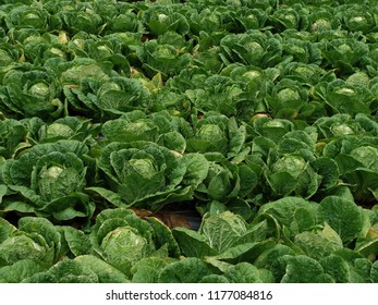 Cabbage Patch Ready Harvest Stock Photo 1177084816 | Shutterstock