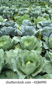 Cabbage Row Stock Photo 4186990 | Shutterstock