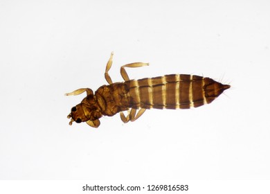 313 Field thrips Images, Stock Photos & Vectors | Shutterstock