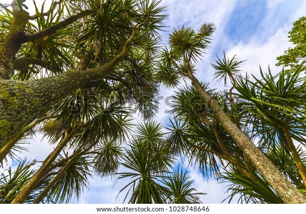 Cabbage Tree One Most Distinctive Trees Stock Photo 1028748646 ...