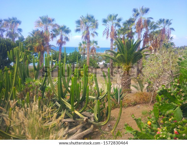 Cacti Palm Trees Utter Bliss Stock Photo 1572830464 | Shutterstock