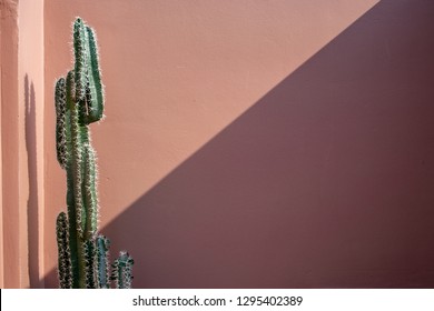 14,112 Cactus shadow Images, Stock Photos & Vectors | Shutterstock