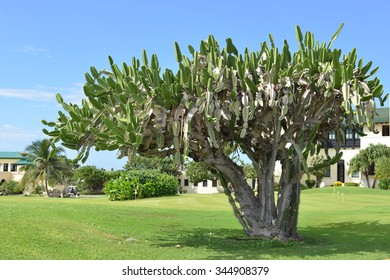 67 Cacti in cuba Images, Stock Photos & Vectors | Shutterstock