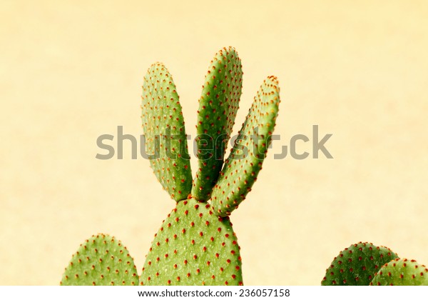 Cactus Tree Texture Stock Photo 236057158 | Shutterstock