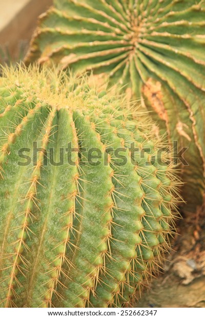 Cactus Tree Texture Stock Photo (Edit Now) 252662347