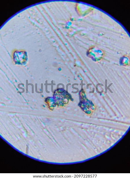 Caffeine Crystals Under Microscope Stock Photo 2097228577 | Shutterstock