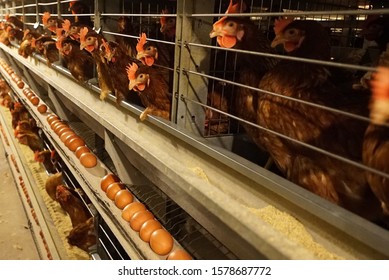 Cage Poultry Automatic System Egg Lohman Stock Photo 1578687772 ...