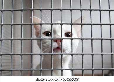 13,687 Kittens caged Images, Stock Photos & Vectors | Shutterstock