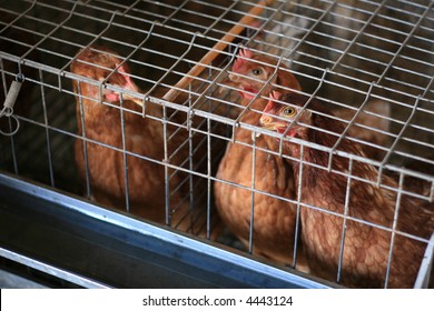 19,210 Chicken in a cage Images, Stock Photos & Vectors | Shutterstock