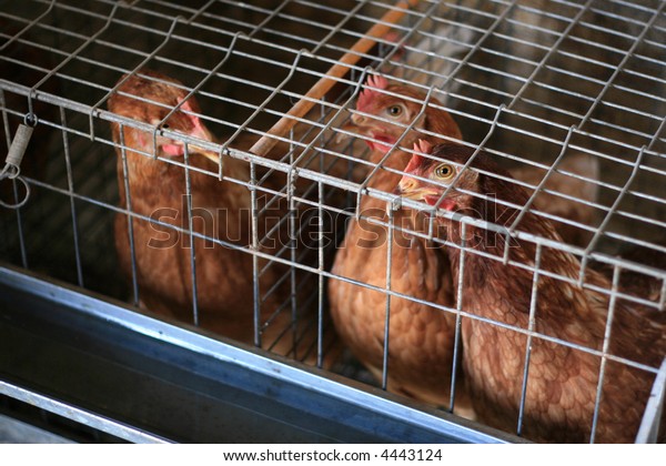Caged Chickens Stock Photo 4443124 | Shutterstock