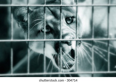 3 Cat restrain cage Images, Stock Photos & Vectors | Shutterstock