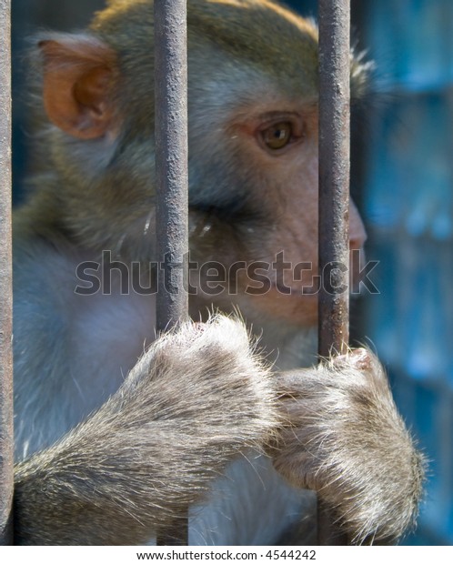 Caged Monkey Looking Out Through Cage Stock Photo (Edit Now) 4544242