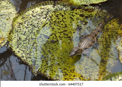 1,945 Amazon caiman Images, Stock Photos & Vectors | Shutterstock