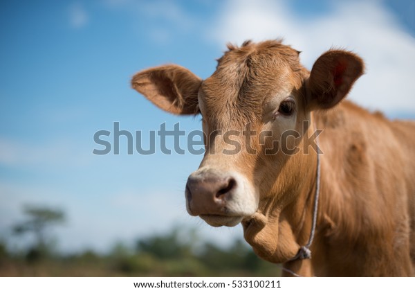 Calf Face Selective Focus Stock Photo 533100211 | Shutterstock
