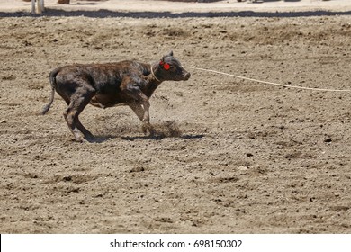 Calf Rope Pull Stock Photo 698150302 | Shutterstock