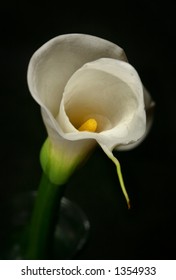 1,233 Kala flowers Images, Stock Photos & Vectors | Shutterstock