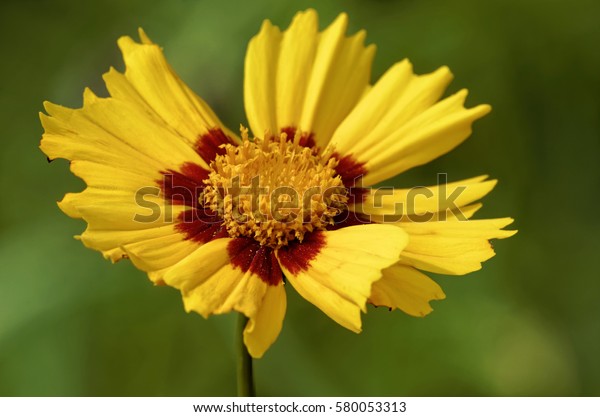 Calliopsis Stock Photo 580053313 | Shutterstock