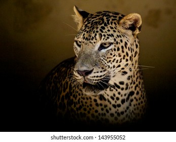 Female Leopard Seen Night On Safari Stock Photo 1922858849 | Shutterstock