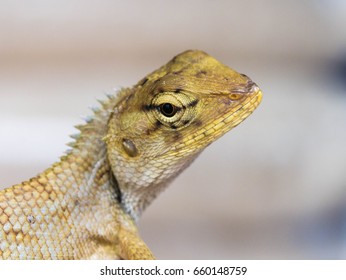 Calotes Stock Photo 660148759 | Shutterstock
