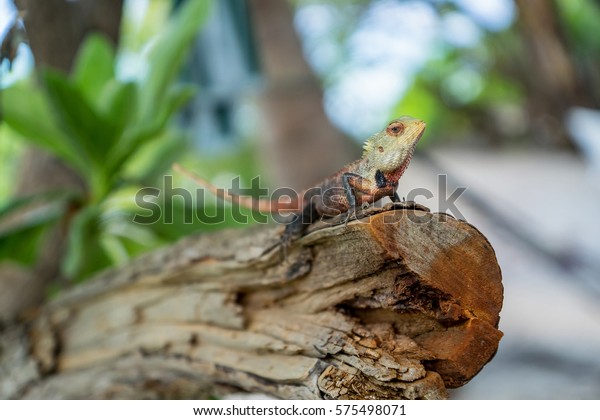 Calotes Lizard Sitting On Tree Maldives Stock Photo 575498071 ...