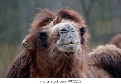 Camel Stock Photo 4972285 | Shutterstock