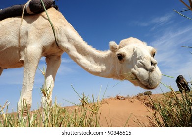 158 Silly camel Images, Stock Photos & Vectors | Shutterstock