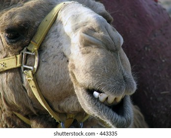 Camel Close Stock Photo 443335 | Shutterstock
