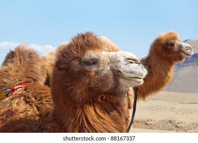 Camel Closeup Stock Photo 88167337 | Shutterstock